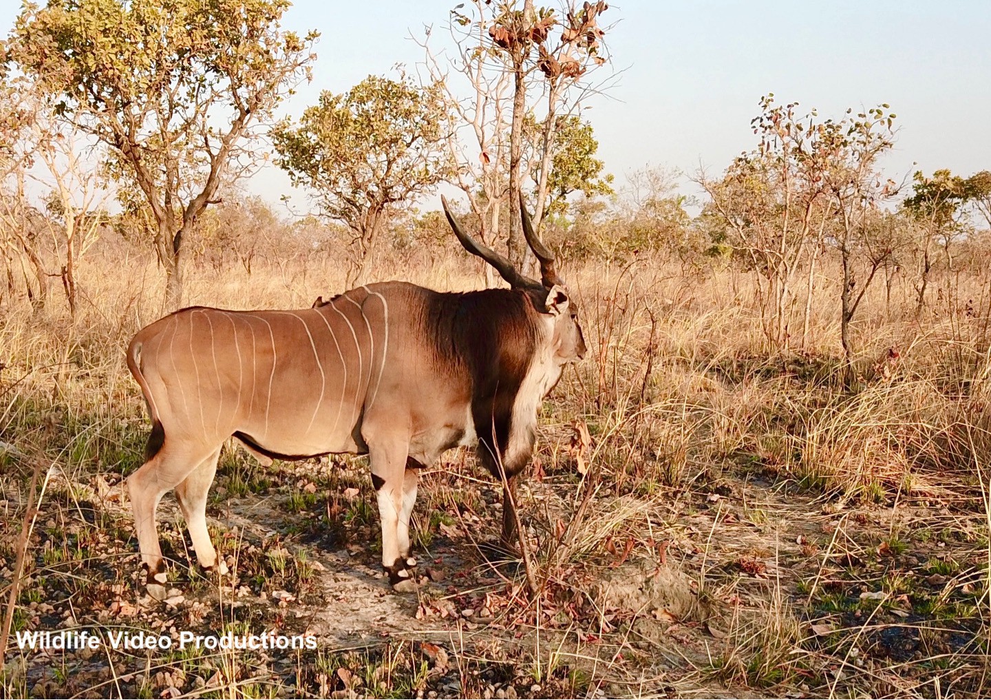 Hunt eland in Africa | AHG